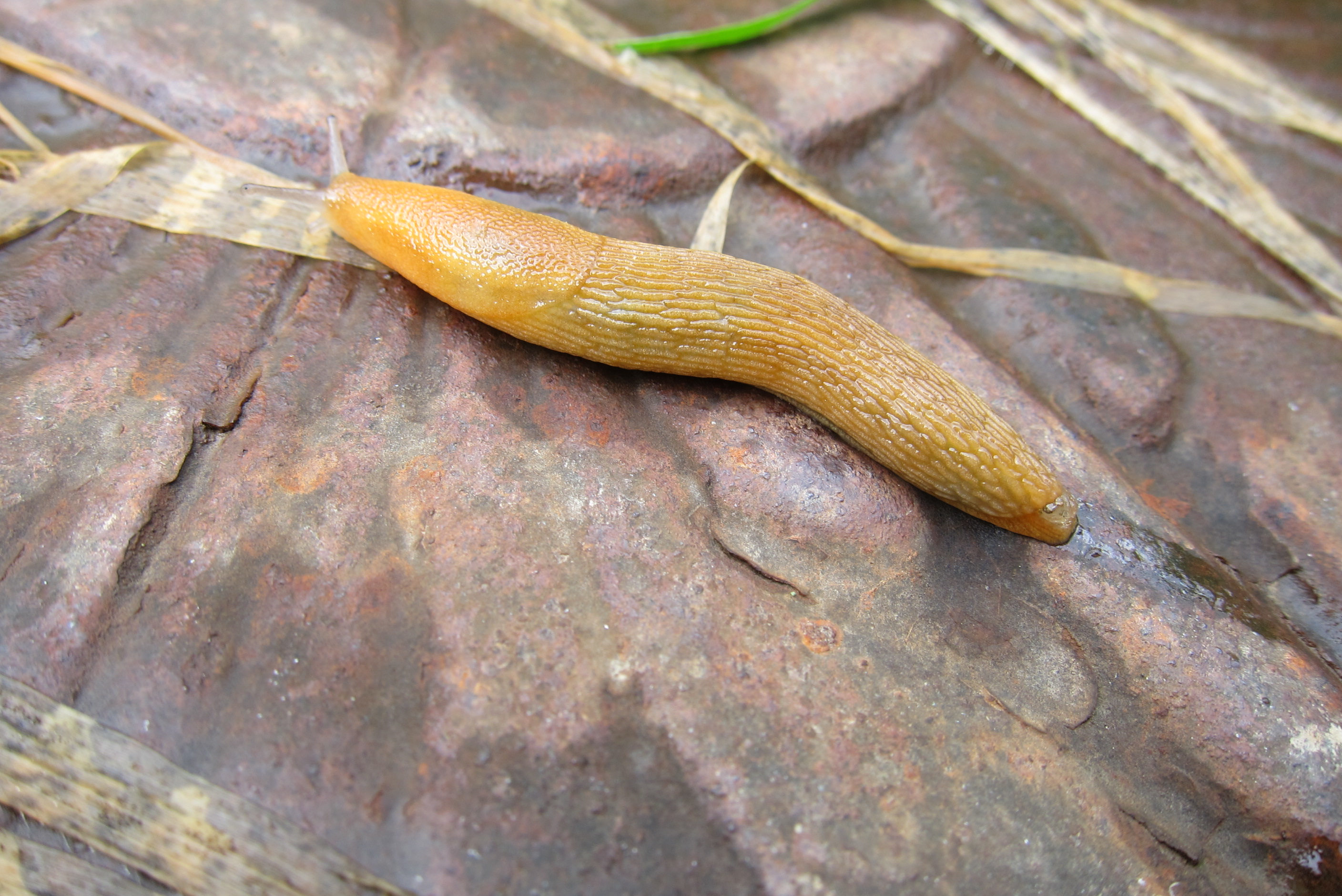 Natural Products to Rid Your Garden of Slugs - House Tipster